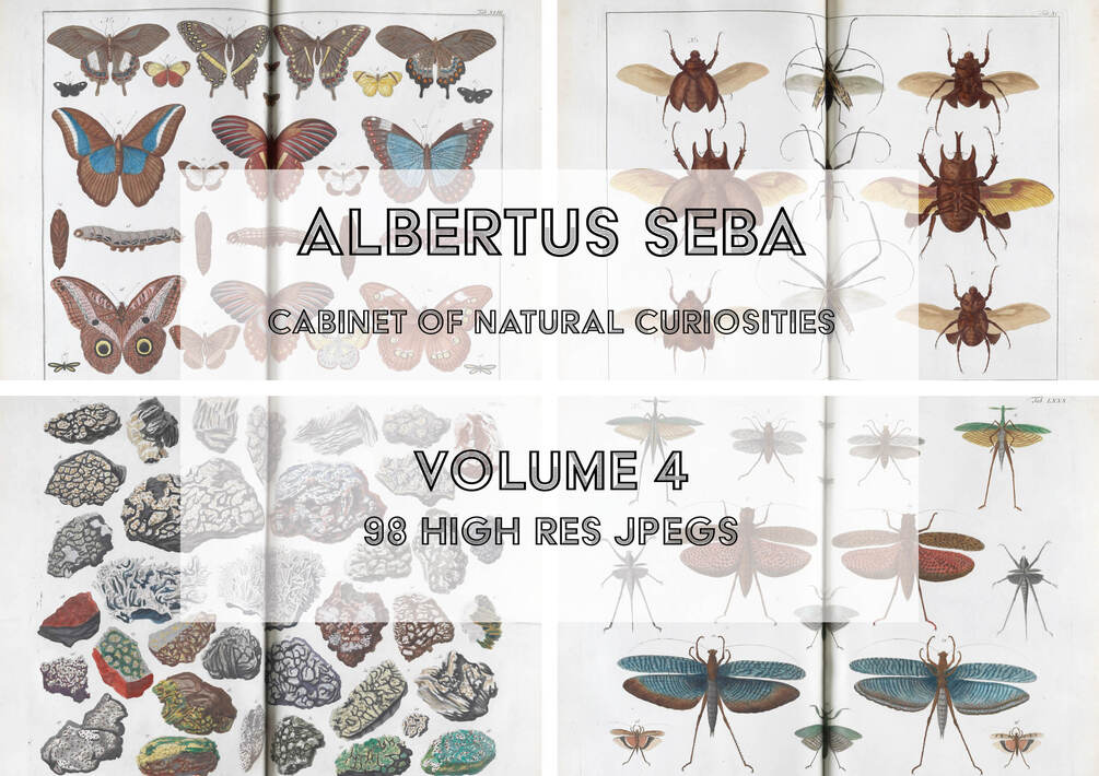 The Albertus Seba image collection from Cabinet of Natural Curiosities ...