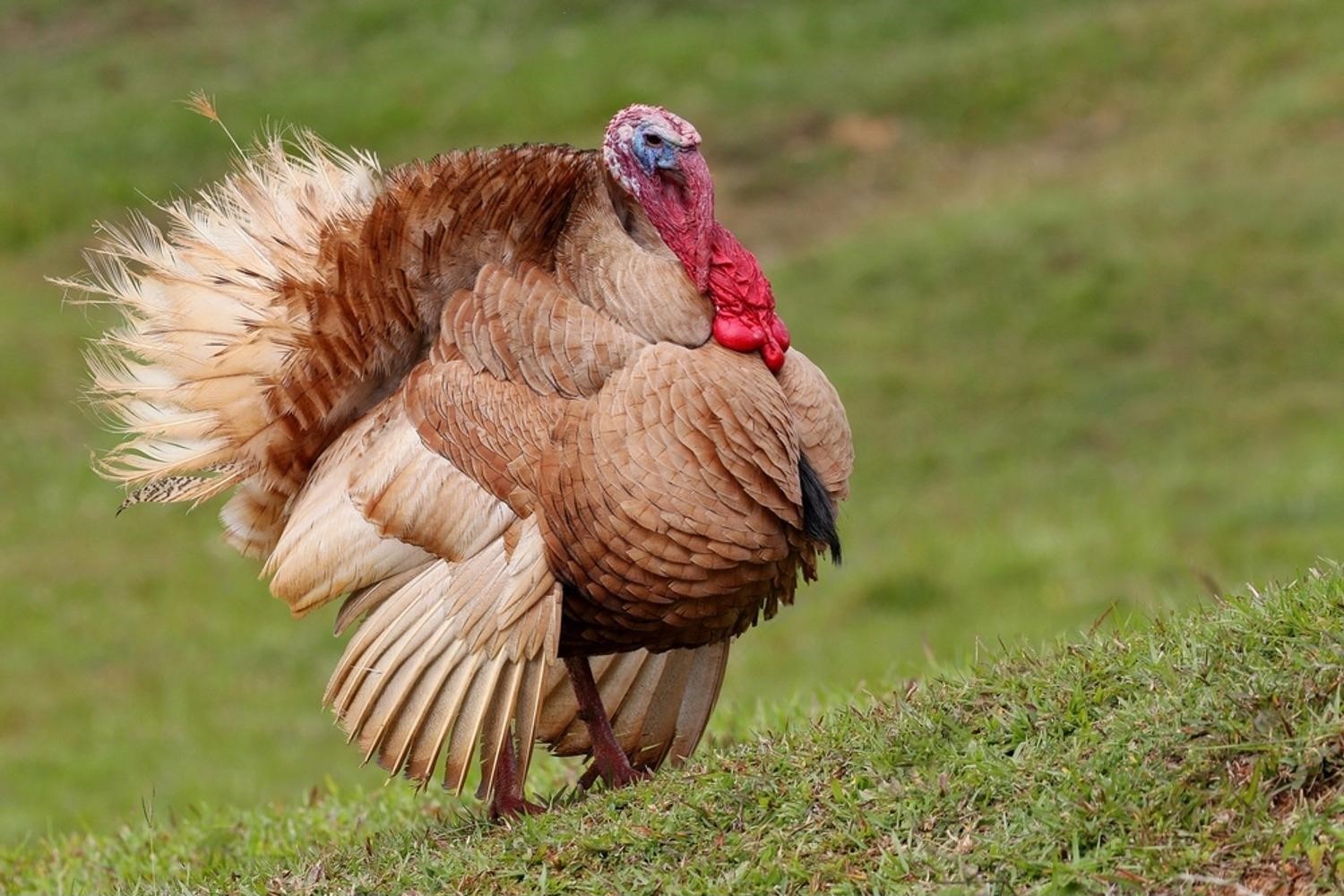 Bourbon Red Turkey: Why It's Worth the Hype and Where to Find One?