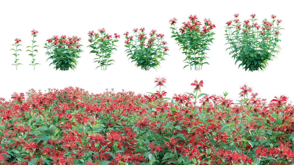 Monarda didyma - Bee Balm - Bergamot - Oswego tea (3D Model)