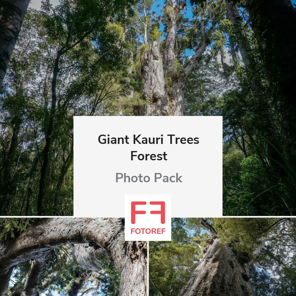 134 photos of Giant Kauri Trees Forest