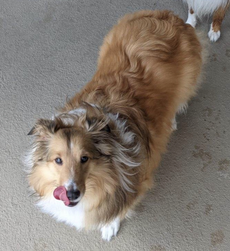 Sheltie training tips