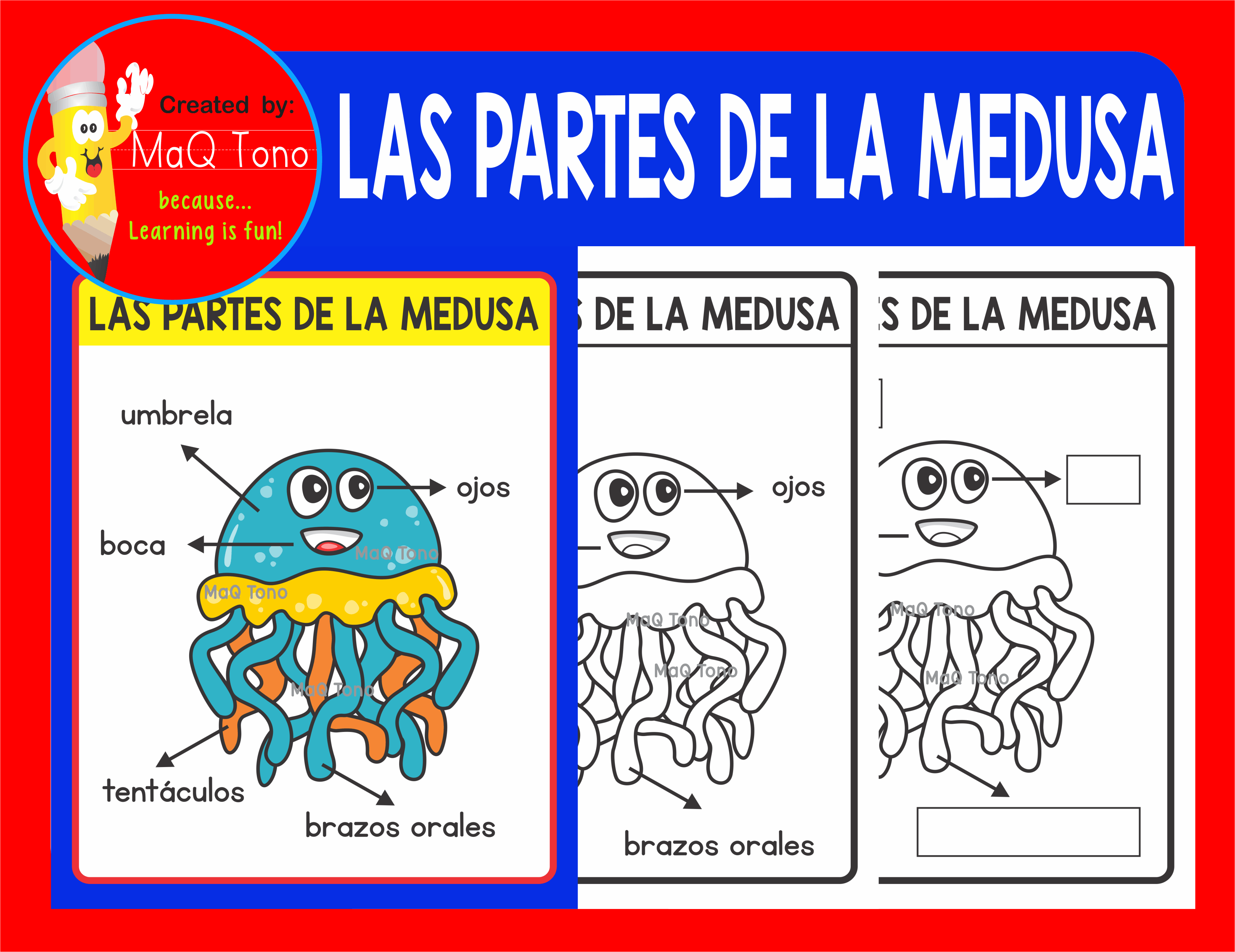 SPANISH BODY PARTS OF THE JELLYFISH / LAS PARTES DE UNA MEDUSA