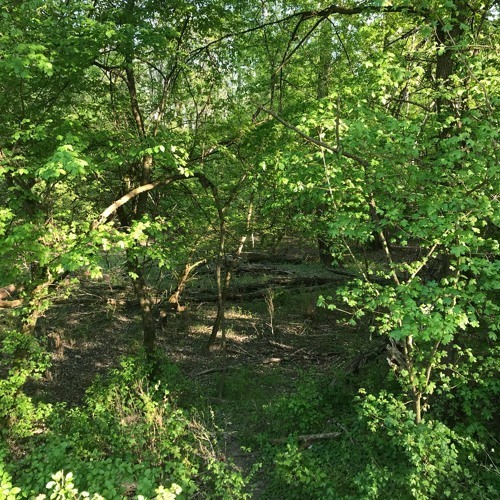 edge of the forest nature sound field recording