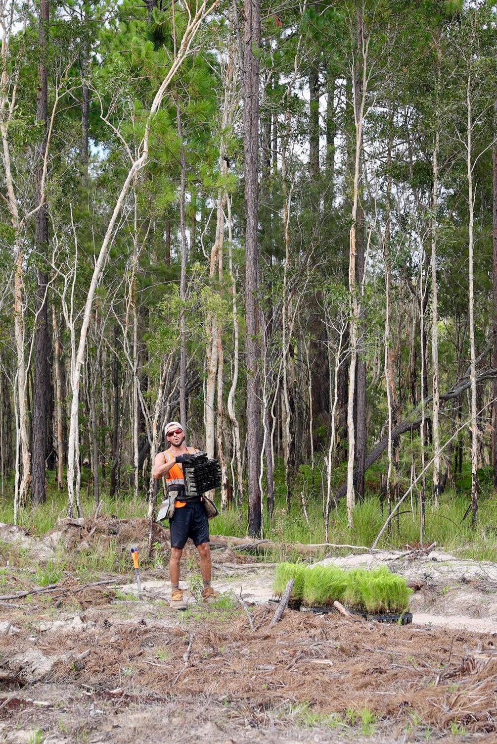 How I Planted 1,000,000 Trees