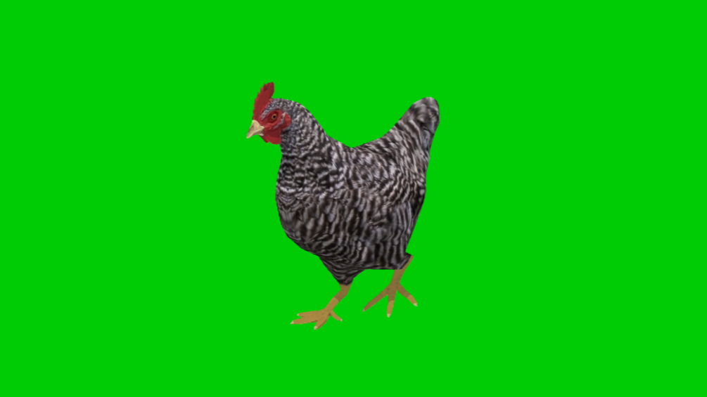Chicken - Hen walking Green screen Animation HD
