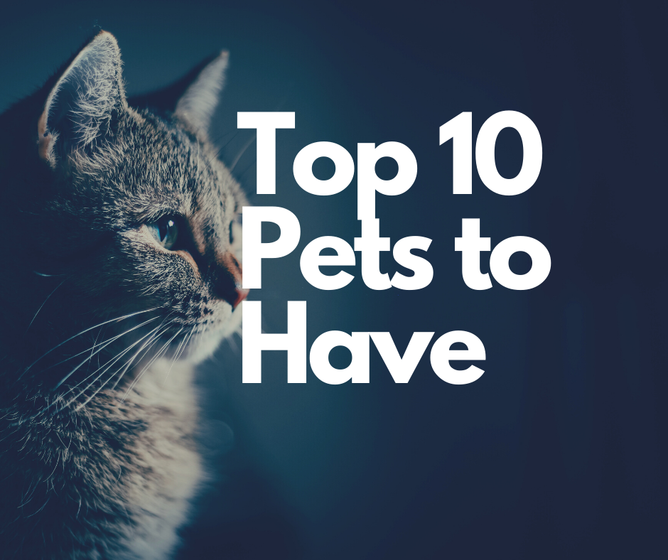Top 10 Pets to Have
