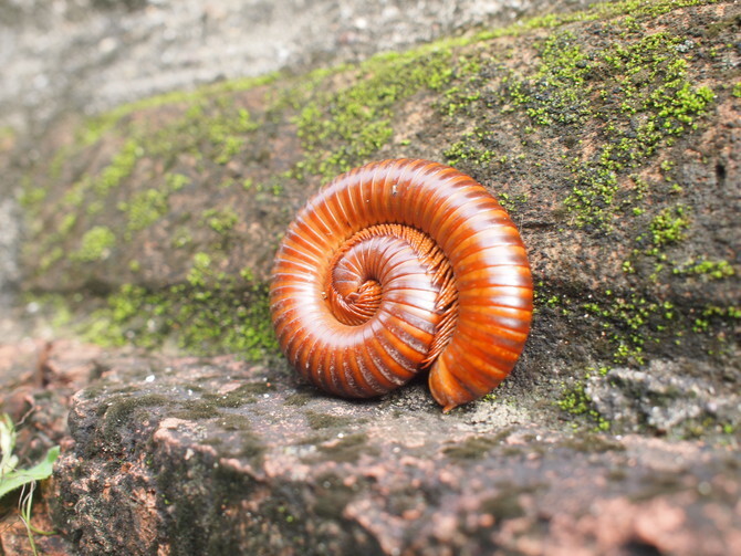 Millipede
