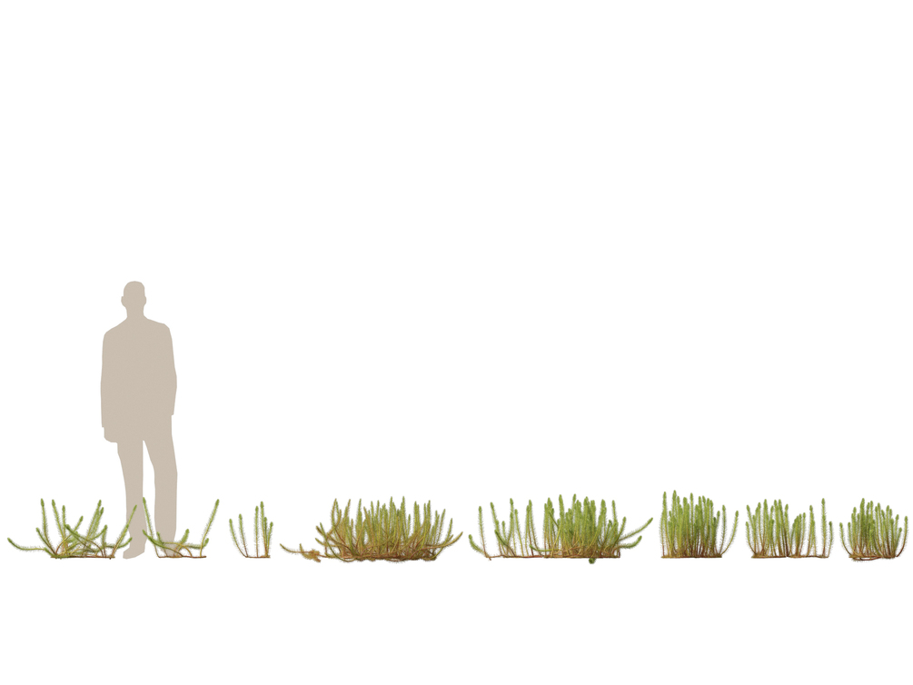 (HighPoly+Low Poly) Typha orientalis – bulrush 3D Model