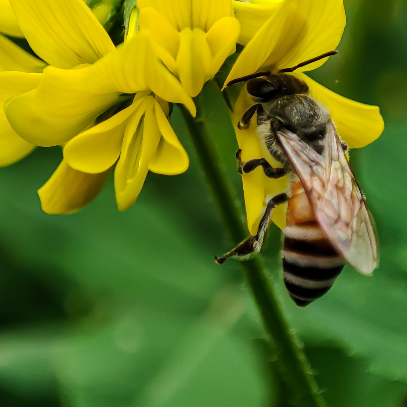 Bee Macro Photography