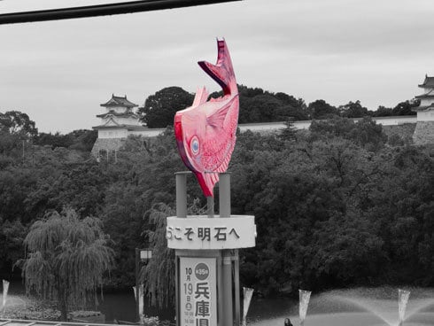 Sea bream in Akashi city (retouched) / 明石の鯛(レタッチ済み)