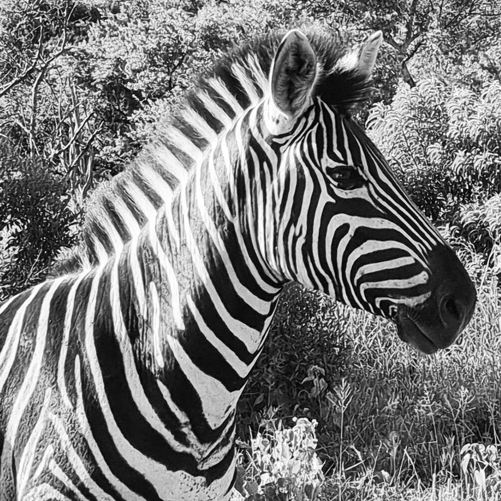 Zebra B&W Print