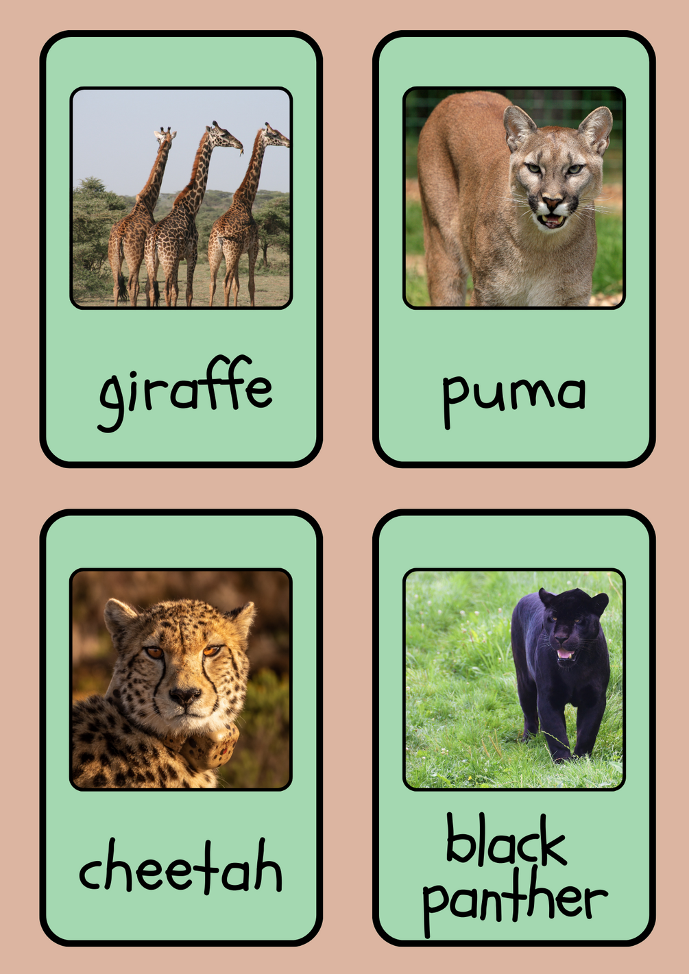 Wild Animals Flashcards