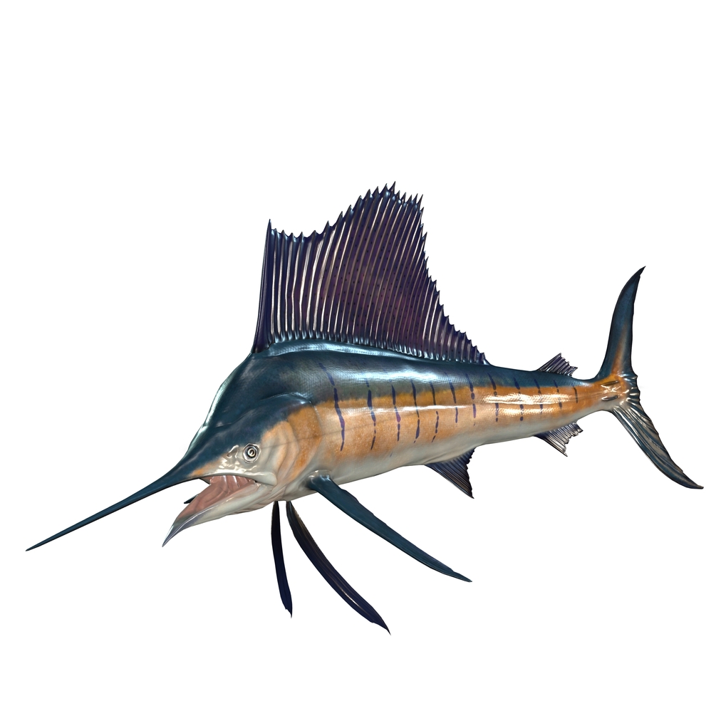 SWORDFISH TROUT PEA SHARK SALMON 3D MODEL BASS OCTOPUS ANIMATED 3D ...