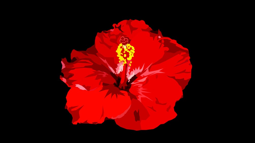 Red Hibiscus Flower Bloom Time Lapse Animation Loop