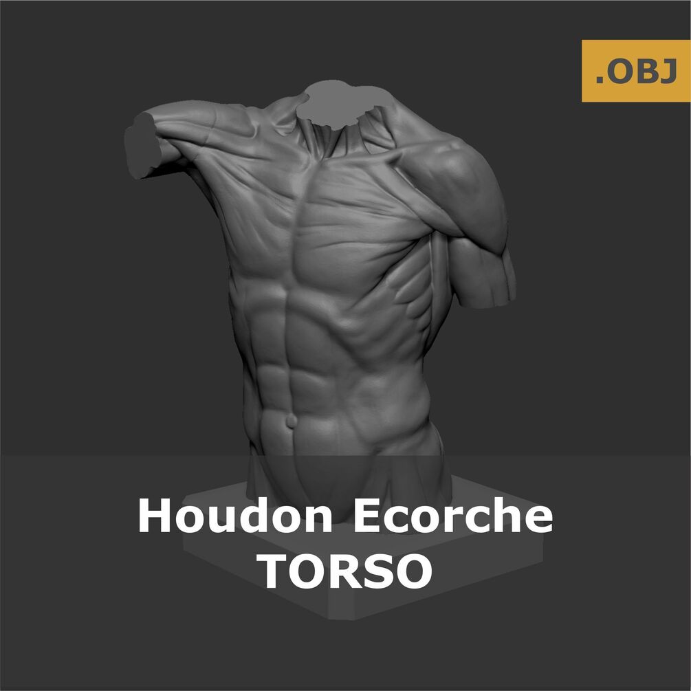 Torso Houdon Ecorche