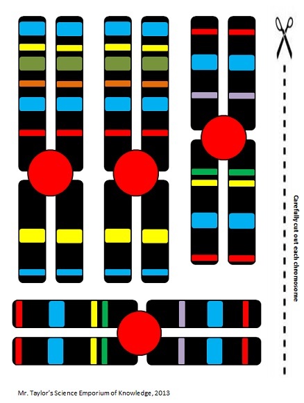 The Karyotyping Lab and Model Activity Bundle: A Comprehensive Hands-on ...