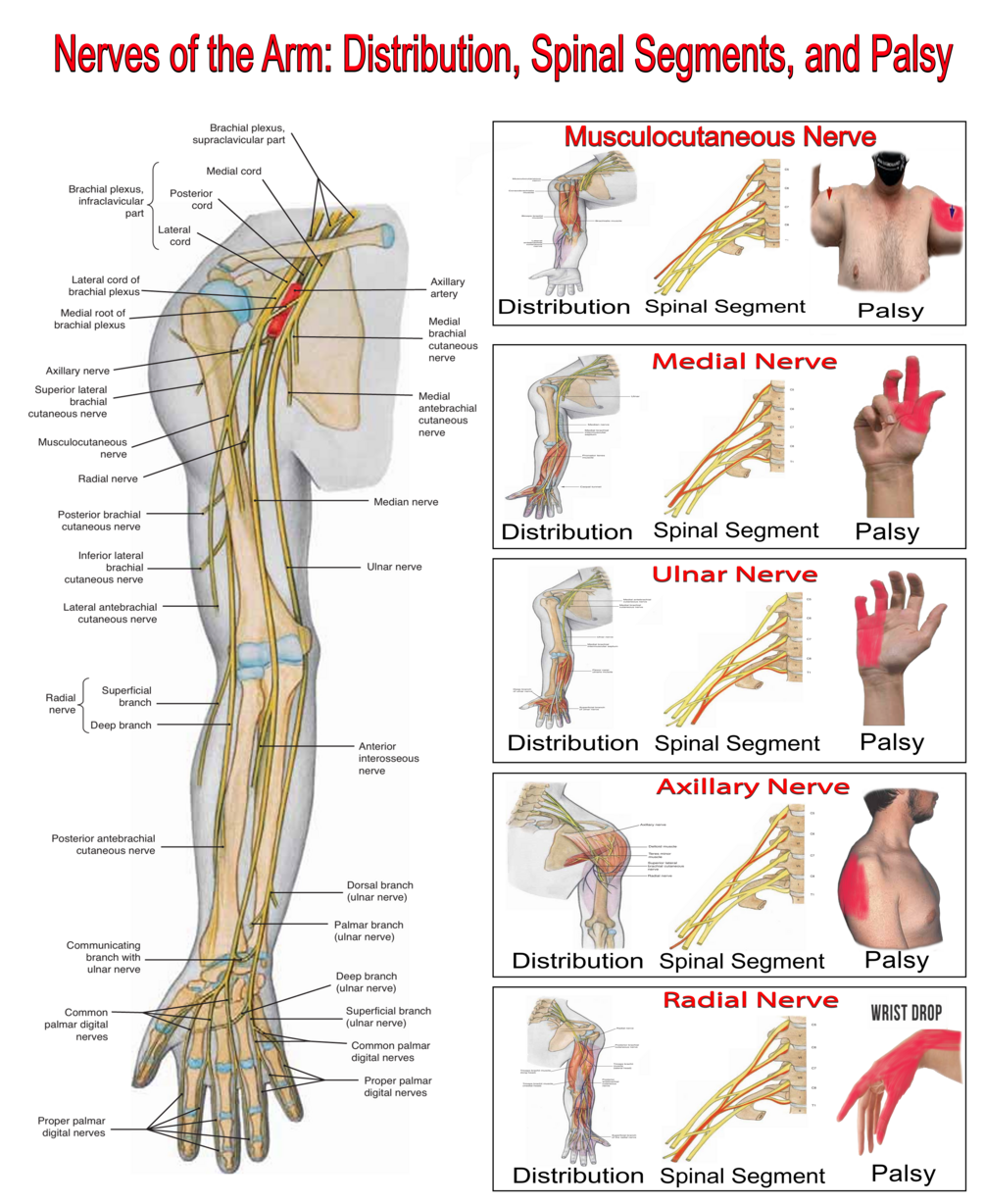 Nerves of the Arm: Distribution, Spinal Segment, and Palsy - High ...