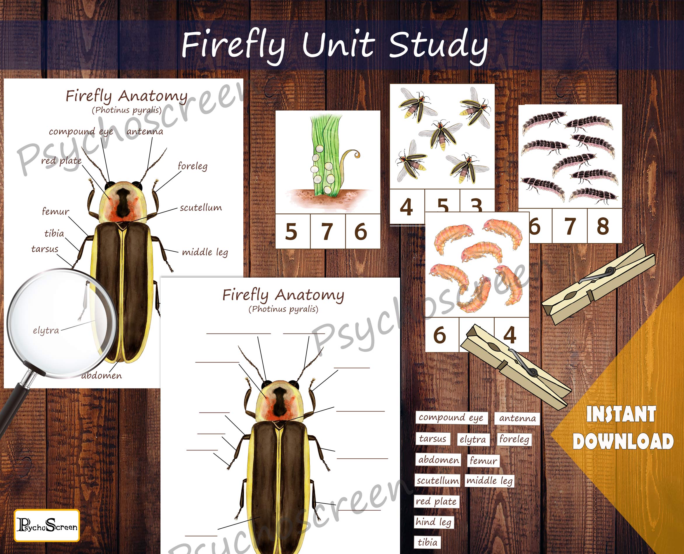FIREFLY Unit Study: MEGA Printable fireflies set, Lighting bugs, insects