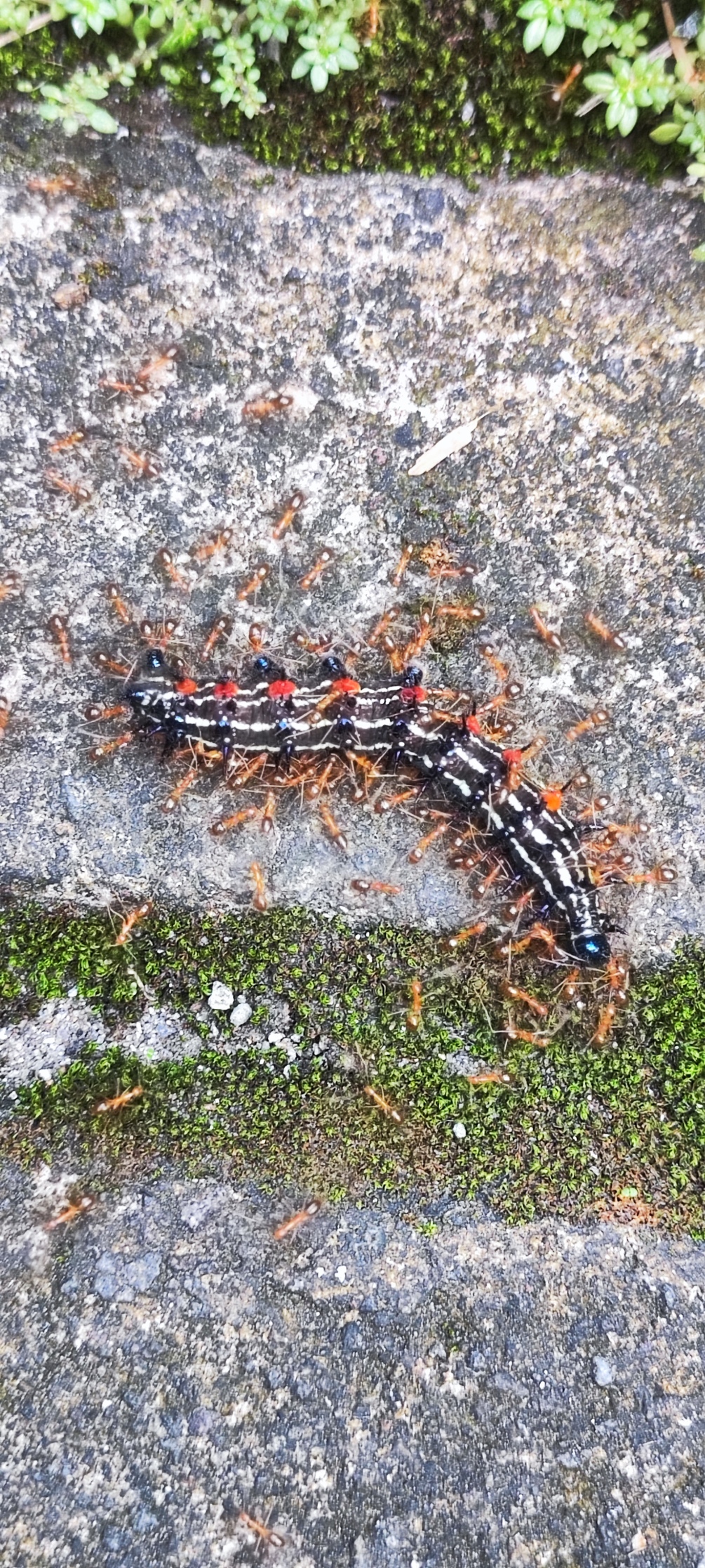 Ant Squad