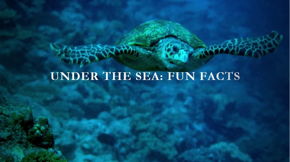 Under the Sea Fun Facts