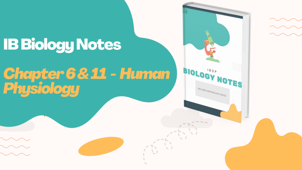 IB Biology Notes Chapters 6 and 11 - Human Physiology
