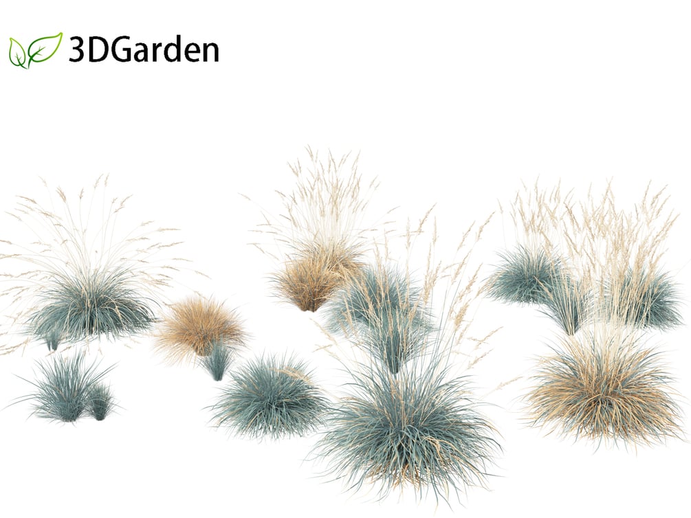 Helictotrichon sempervirens – Blue oat grass 01 3D Model