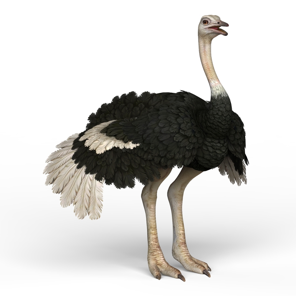 Ostrich 3D Model