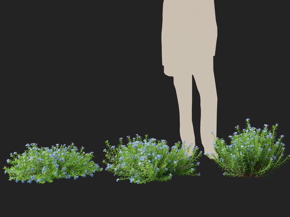 (Highpoly+LowPoly) Lithodora Diffusa - Purple Gromwell 3D Model