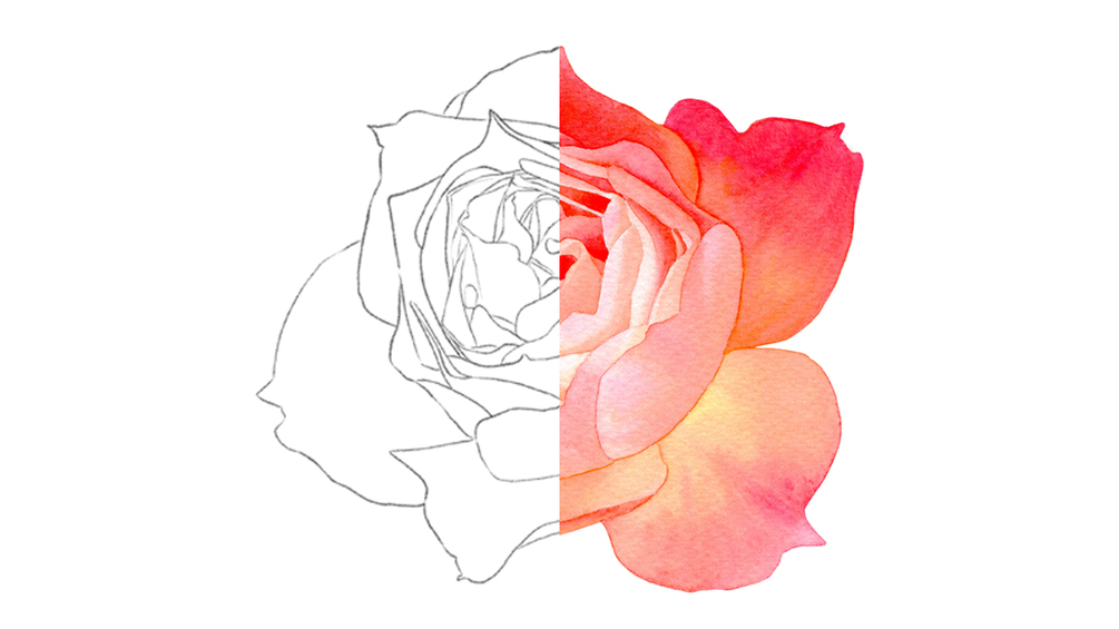 Orange rose painting set