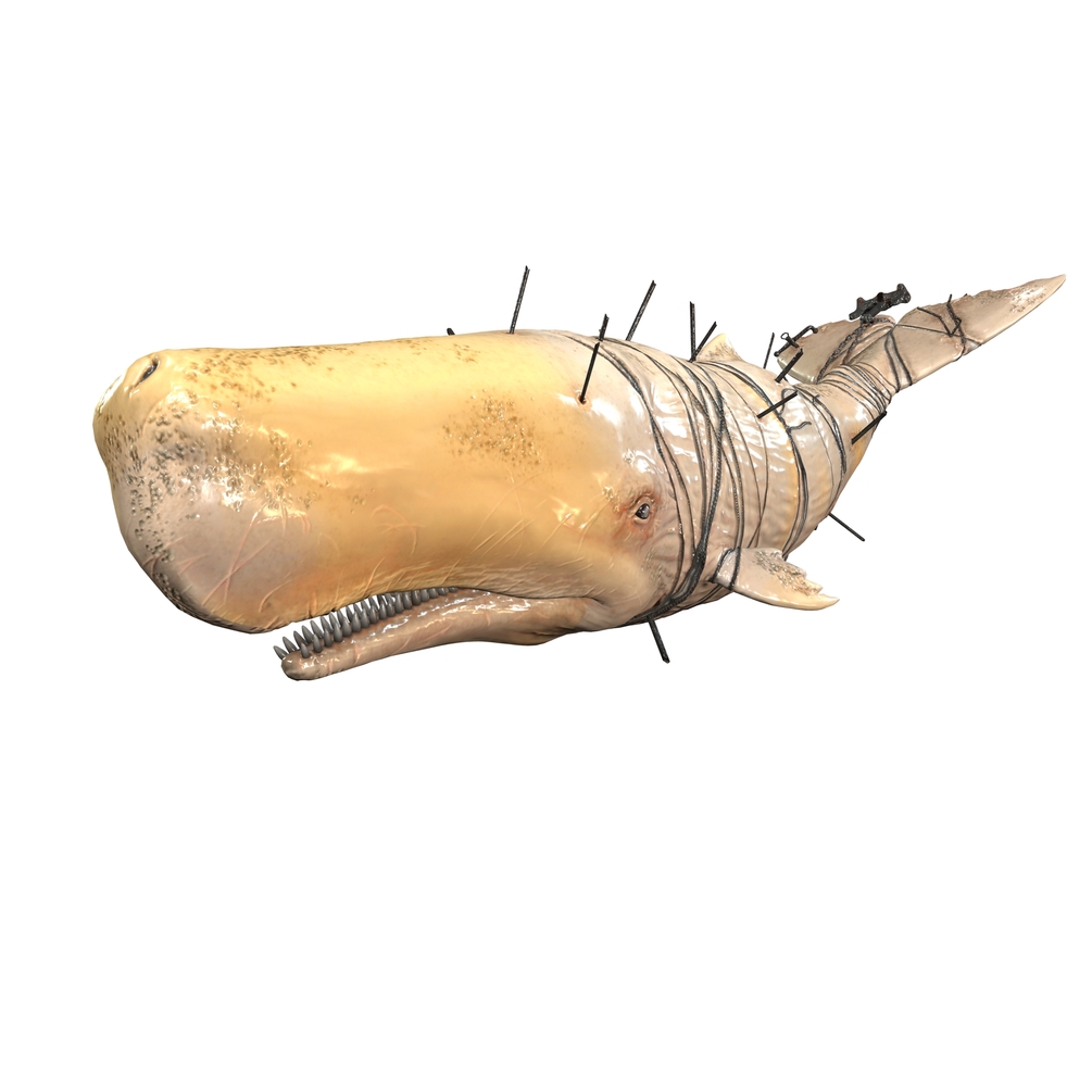 WHALE SPERM WHALE MOBY DICK ORCA 0 KILLER WHALE DOLPHIN FISH SEA ...