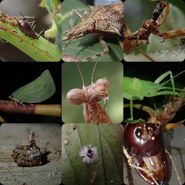 Earthling Full Gallery Bundle - Australian Macro Photography Collection ...