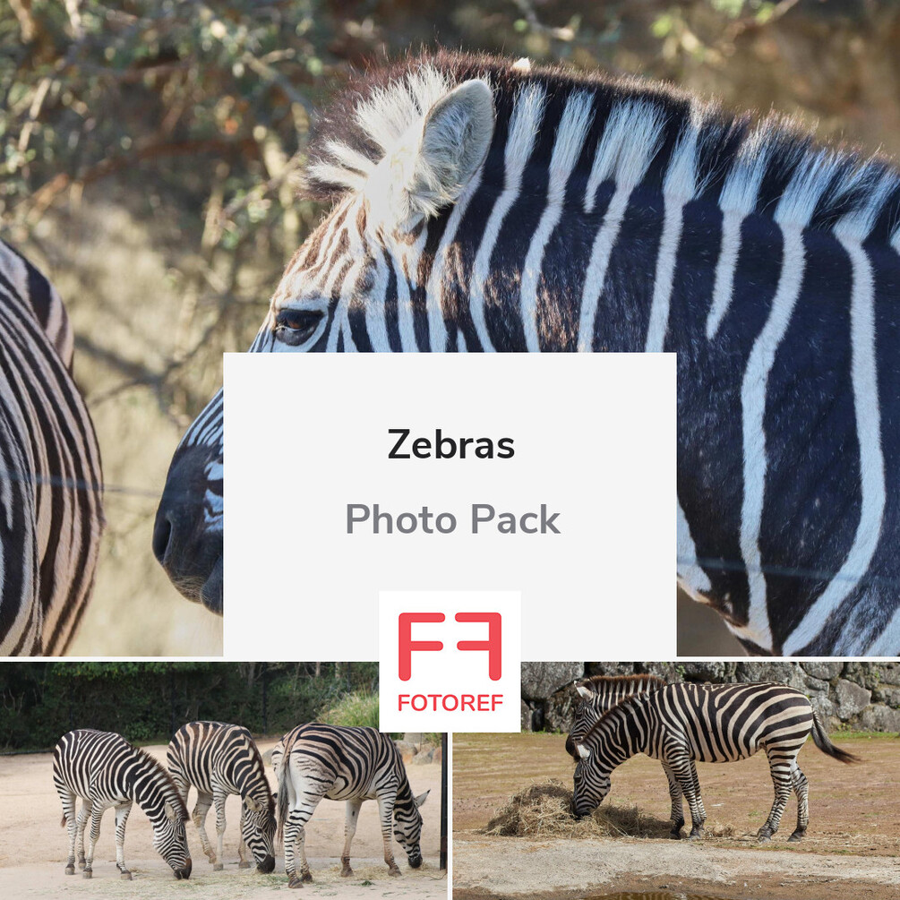 162 photos of Zebras