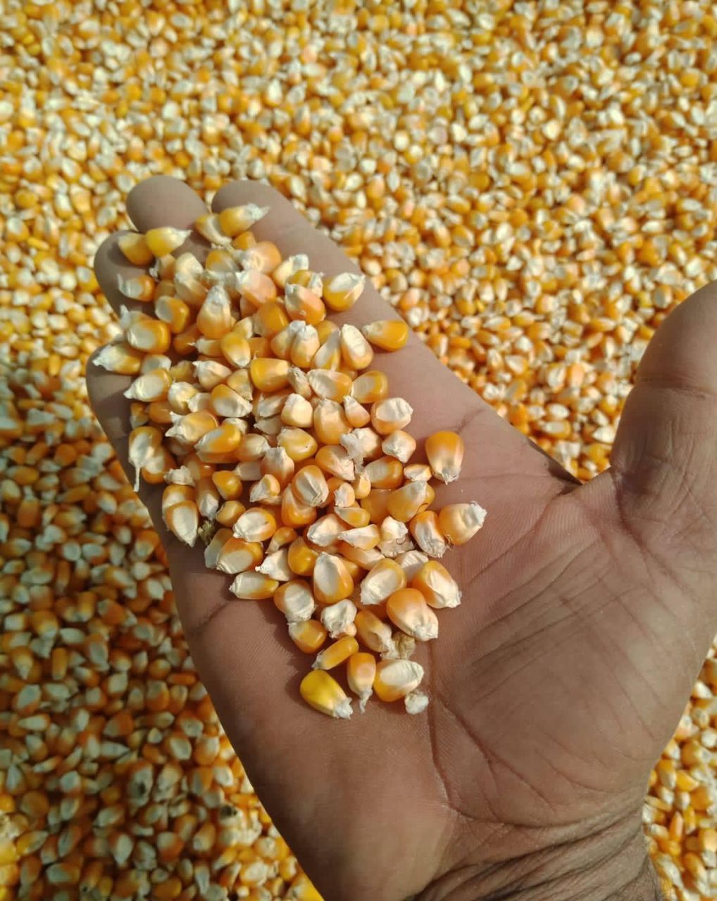 Maize farming process