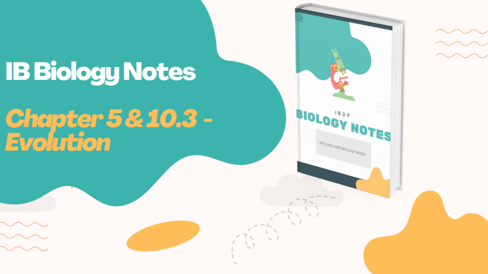 IB Biology Notes Chapter 5 and 10.3 - Evolution