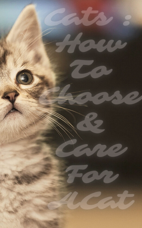 Cats : How To Choose & Care For ACat