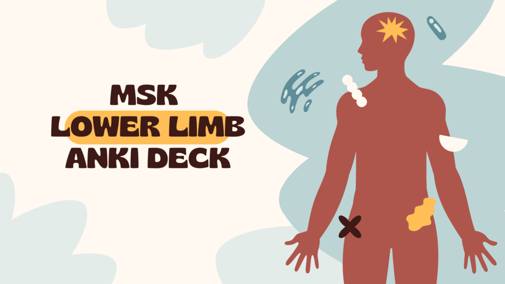 MSK Lower Limb Muscle Deck
