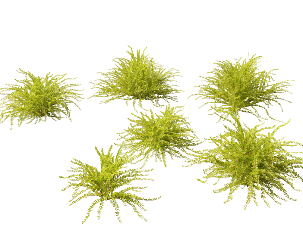 Lonicera nitida Lemon Beauty – Box Honeysuckle Shrub 3D Model