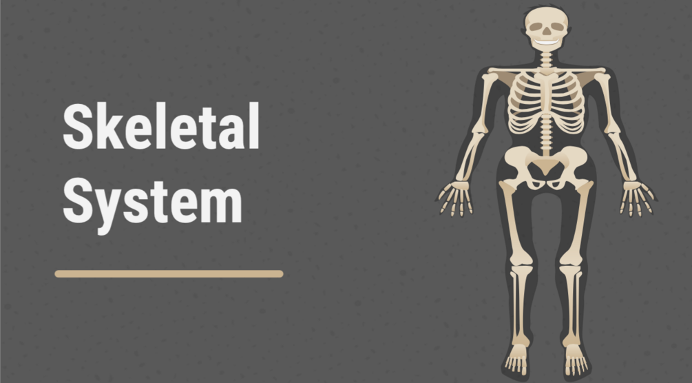 Skeletal System- Bones Overview