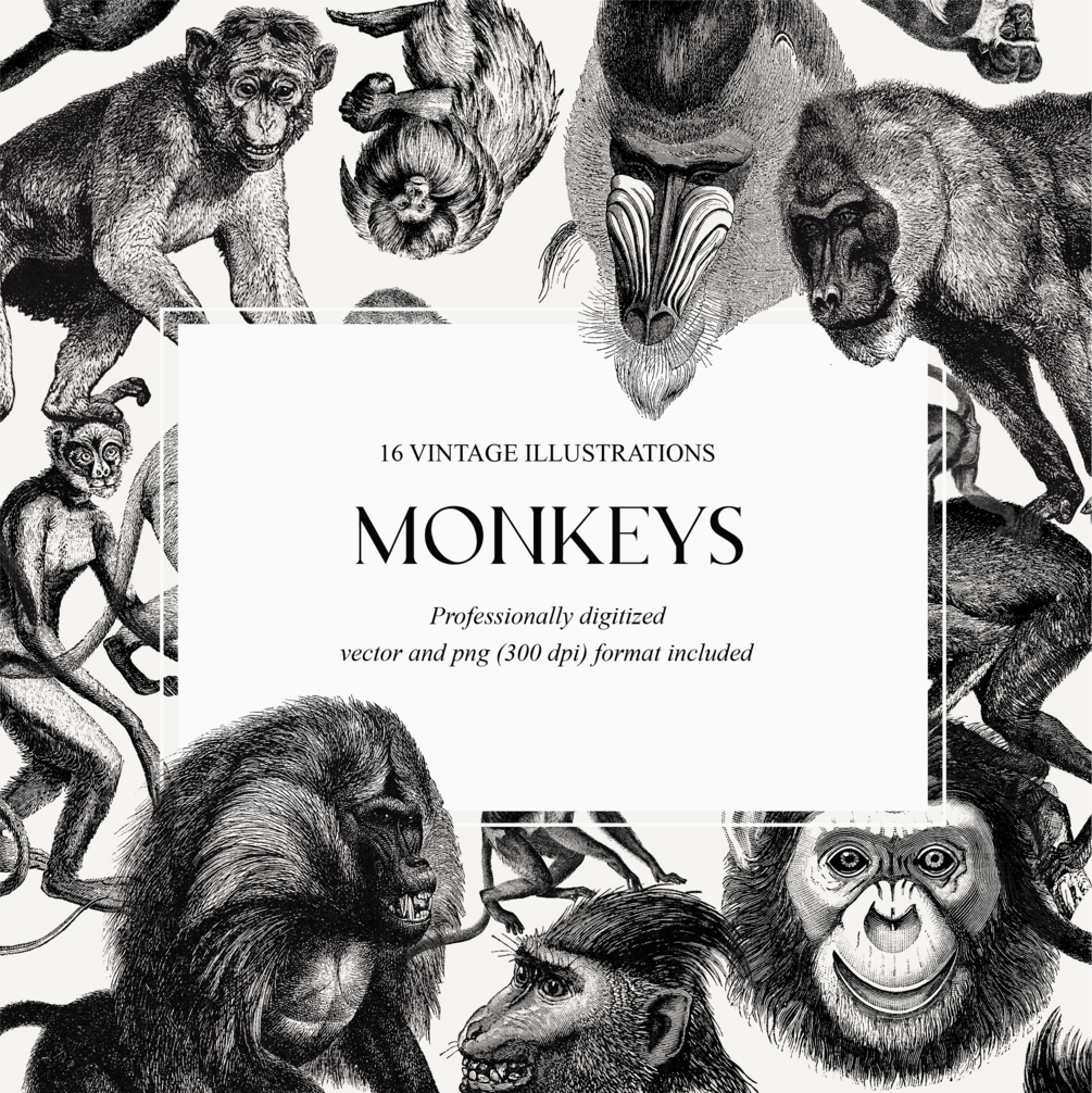Bundle of 16 Vintage Monkeys, png-images and vectors included.