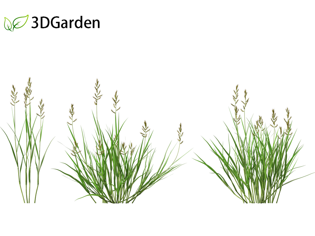 Echinochloa crusgalli – cockspur grass 3D Model