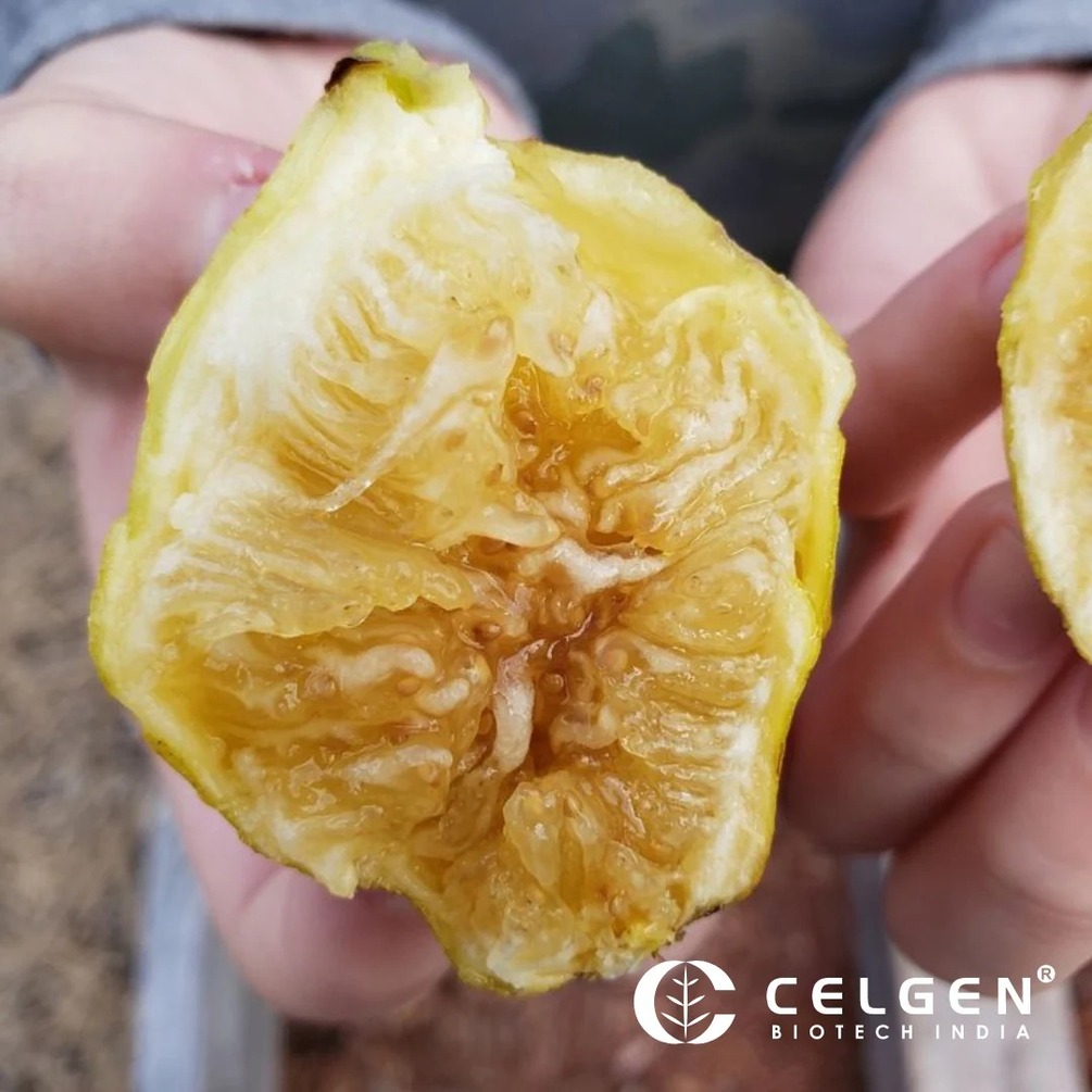Purchase LSU Gold Fig Plant -Ficus Carica by Celgen Biotech