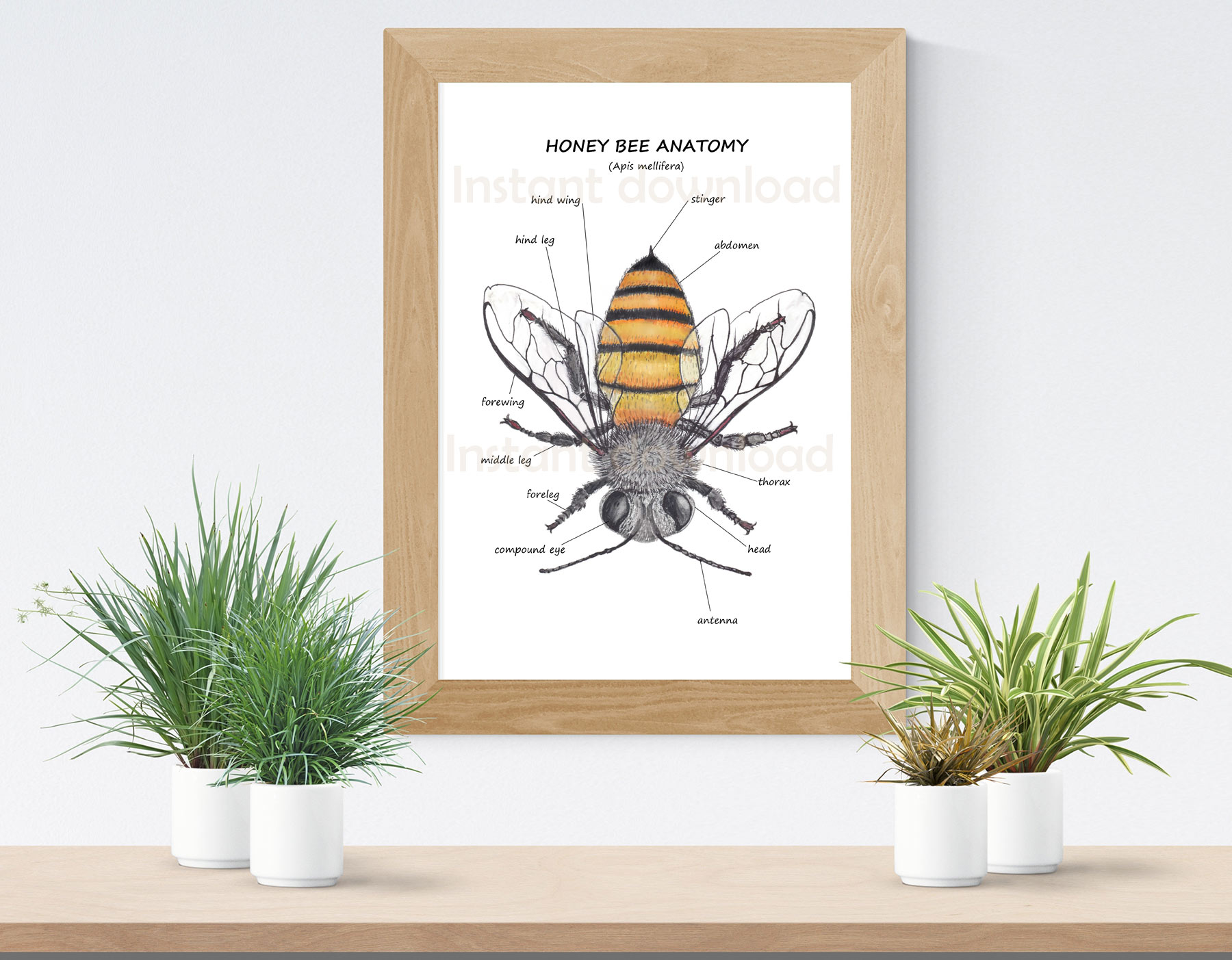 HONEY BEE Anatomy, Life cycle & Spin wheel, Body parts, Watercolor print