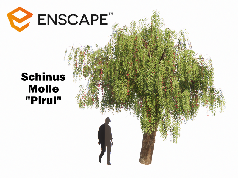 Schinus Molle - Pirul
