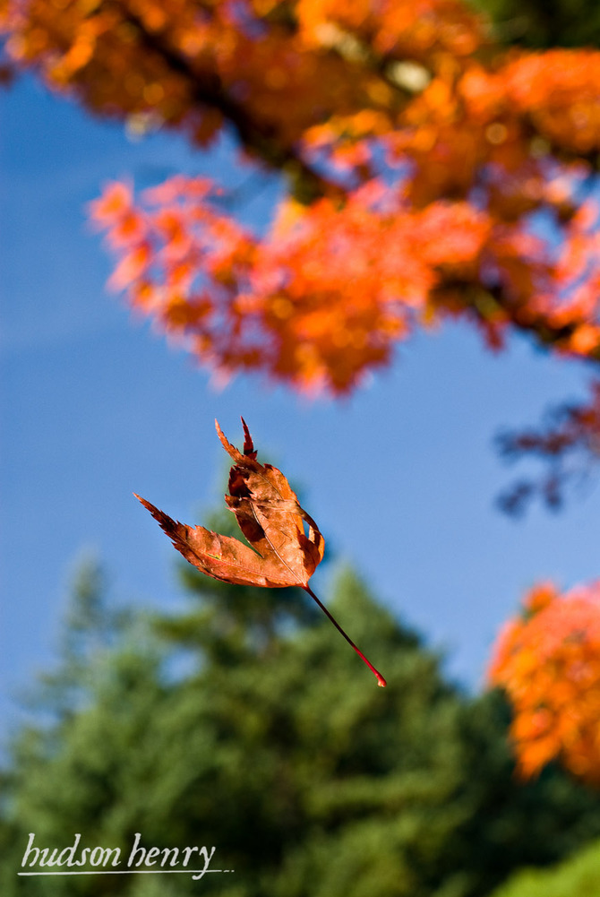 Falling Leaf 14.9"x10"