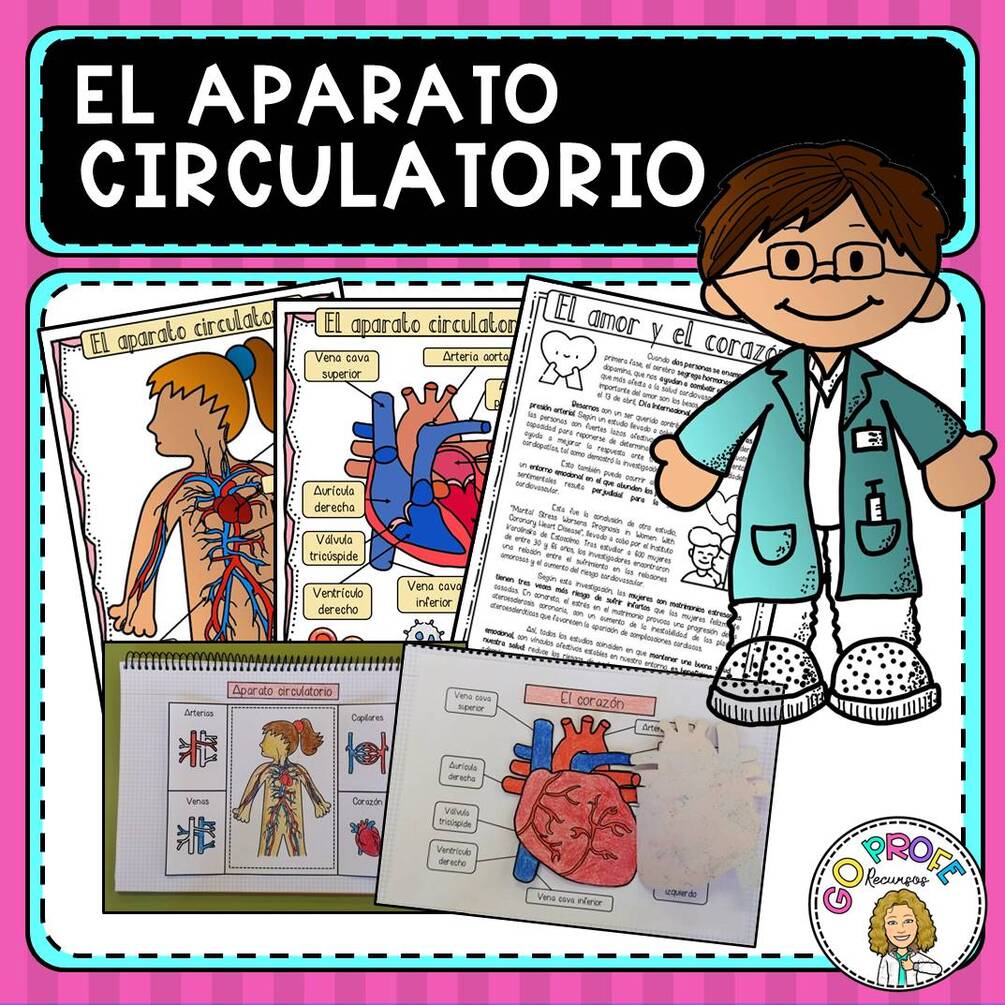 Cuerpo humano: el aparato circulatorio