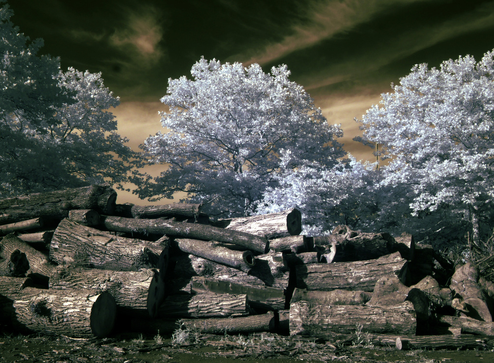 Instant Download & Printable: Tree Trunks (horizontal), 2021