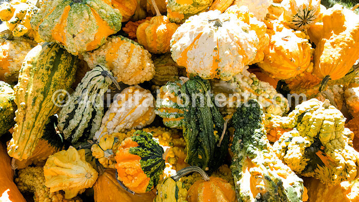 Oh My Gourd One