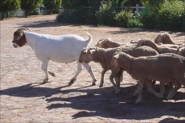 SM 13 Covid 19 - Judas Goat