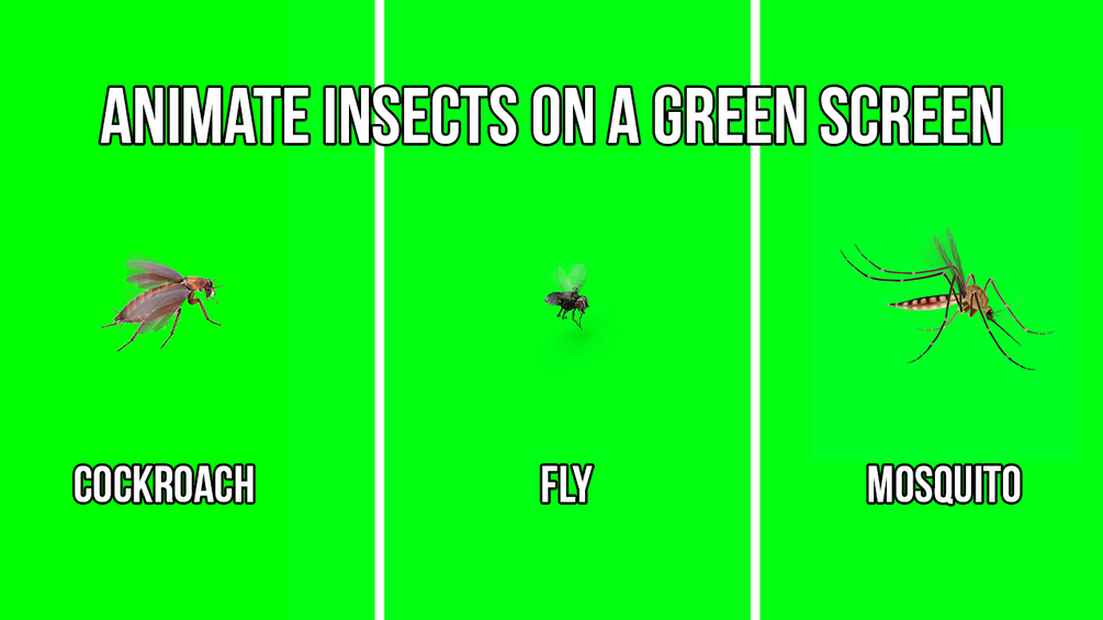 Animated video of flying cockroach, mosquito and fly on a green screen