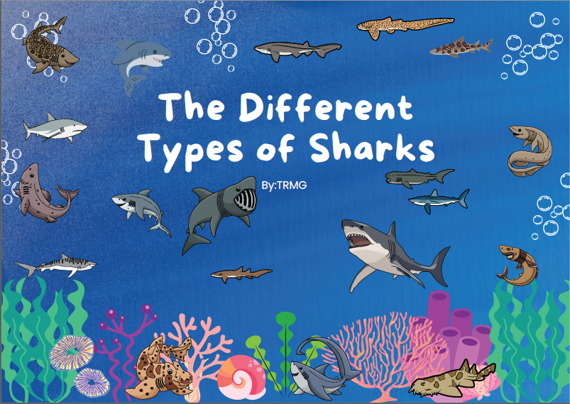 THE DIFFERENT TYPES OF SHARKS